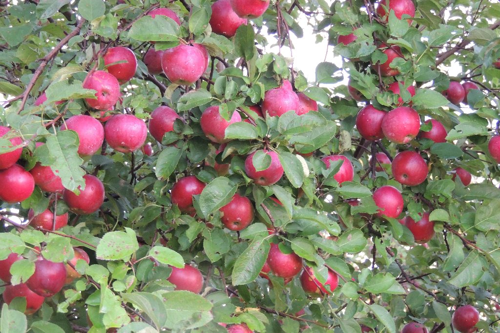 River Road Ramblings: St Croix River Road Ramble -- Apples