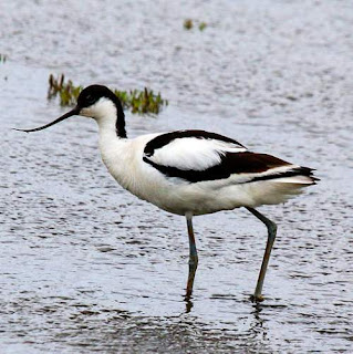 Pied avocet photos | Birds of India | Bird World