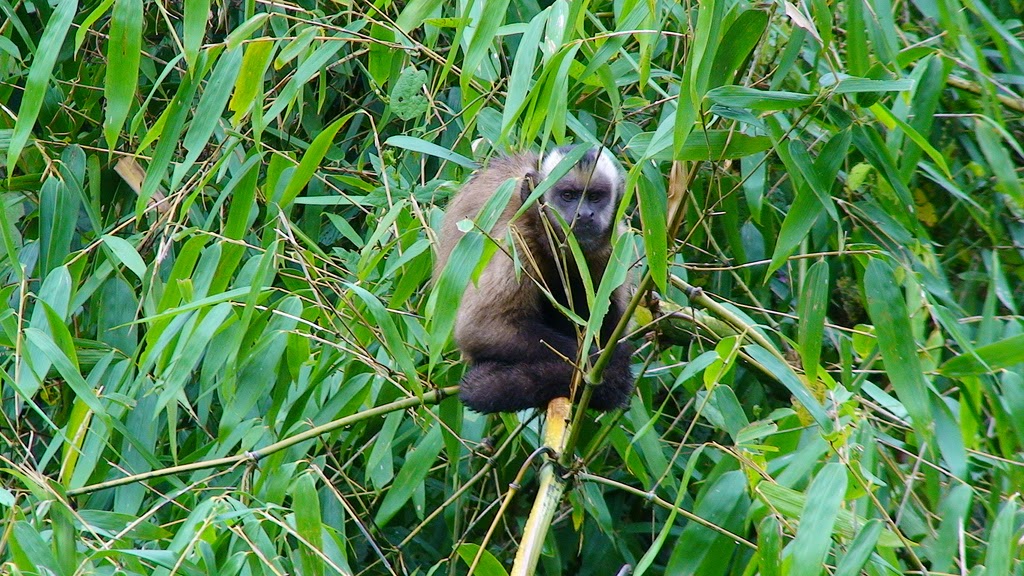 ANIMALS BEHAVING BADLY: Bad monkey relationships