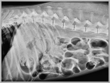 Veterinary Key Points: Linear Foreign Bodies: One of the most sinister ...