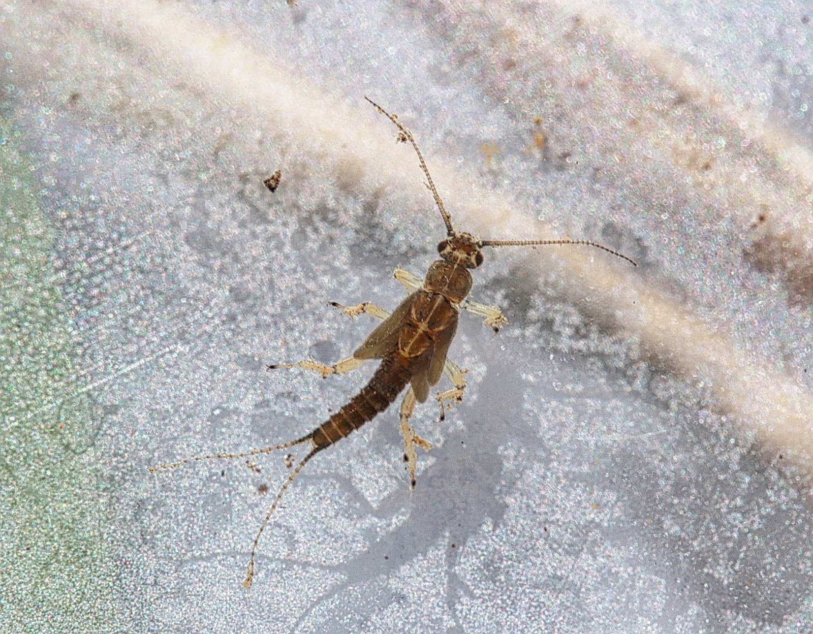 Aquatic Insects of Central Virginia: Mayflies, Stoneflies, Caddisflies ...