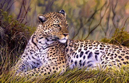 African leopard | The Life of Animals