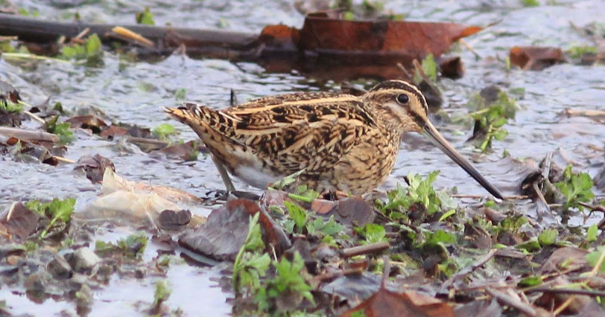 Birding with Lisa de Leon: Rare Birds in NL