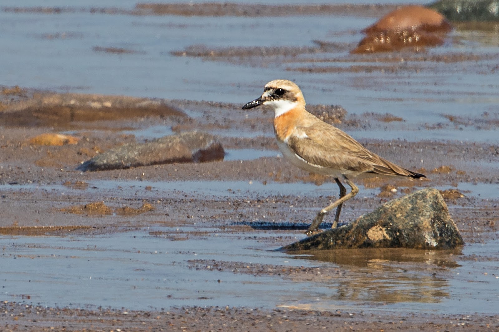 PETER'S PORTFOLIO..............Bird & Wildlife Photography: Greater ...