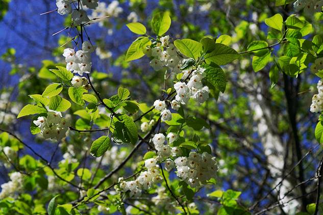 Tree Directory: December 2011