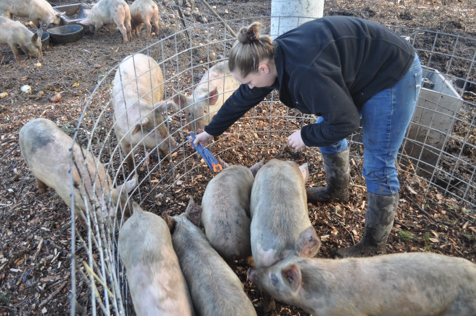 meat: Replacement gilts / marking pigs / breeding / handling