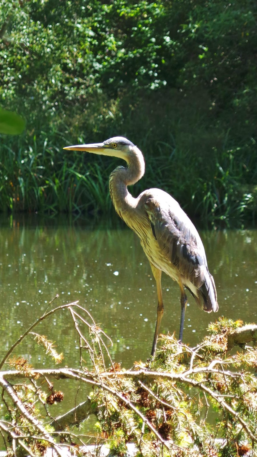 Berkeley Backyard Bird Blog: Mountain Talks Lecture: "Extraordinary ...