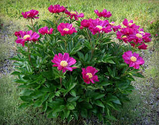 Arrowhead Alpines Blog