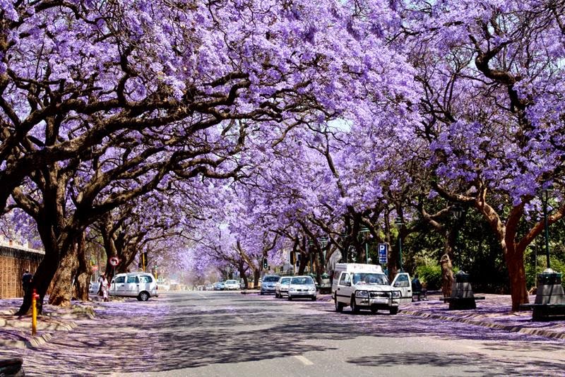 Jacaranda Tree, Pretoria in South Africa | Never Ever Seen Before