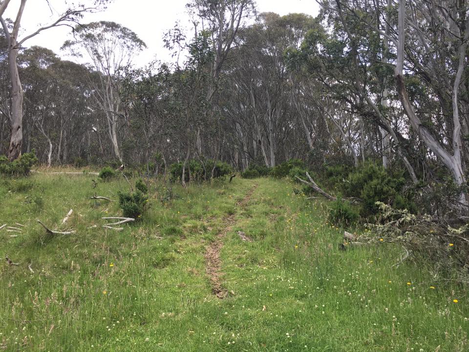 walkabouters club of victoria inc: The Montane Track and Precipice Plain