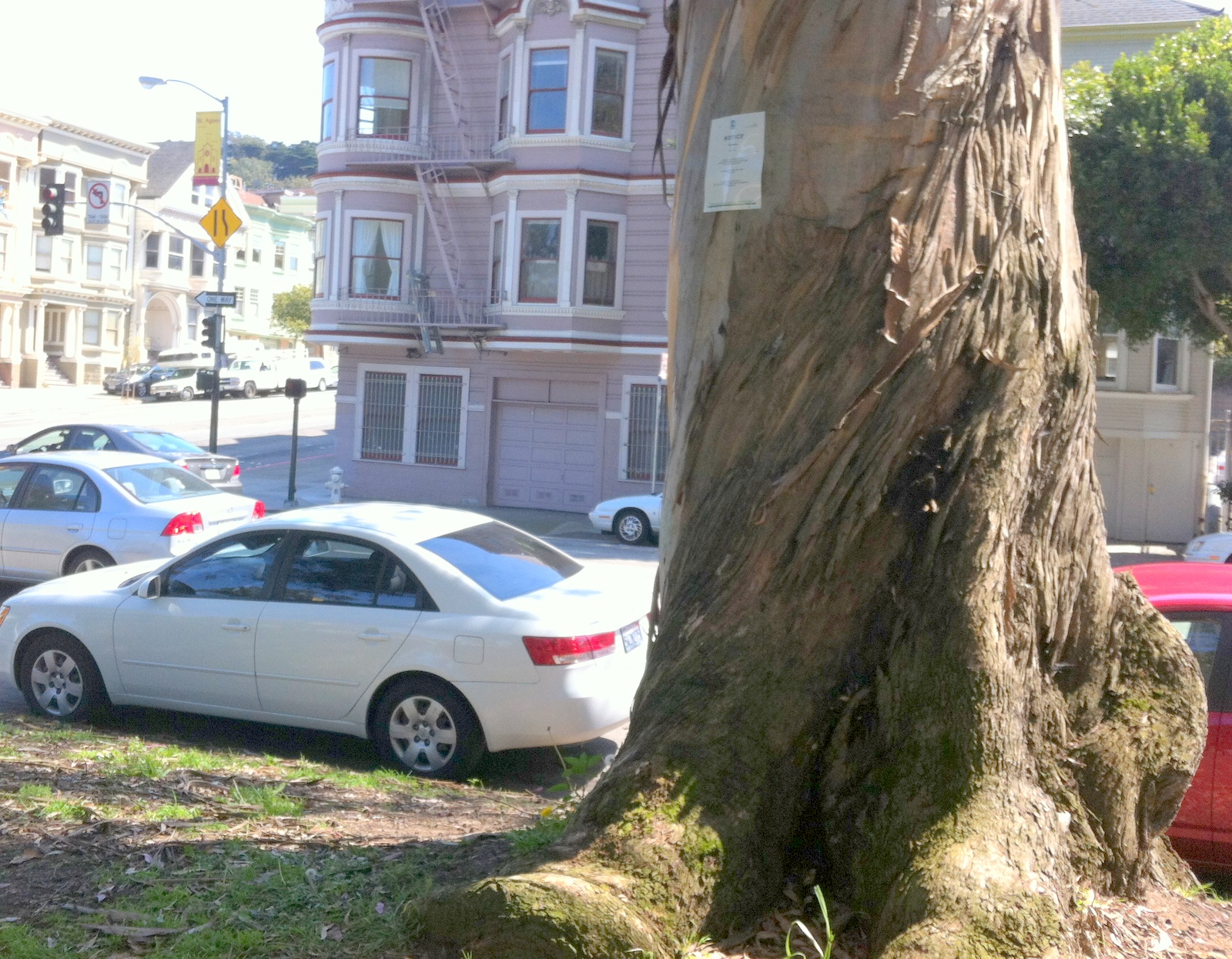 Panhandle Park Stewards: Tree Removals Posted (post updated 4/11/12)