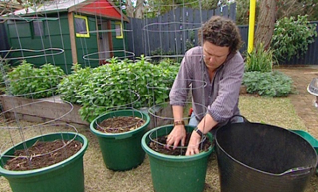 Create media for planting vegetables in polybag | Gardening information ...