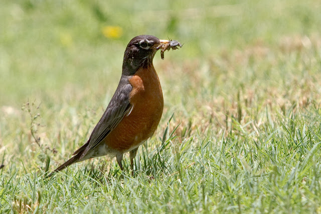 UpFront with NGS: TOMORROW -- Early Bird Deadline for Ft Wayne and DC ...