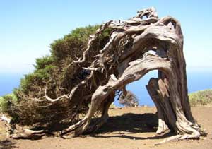 HistoCanarias: Las Sabinas del Hierro