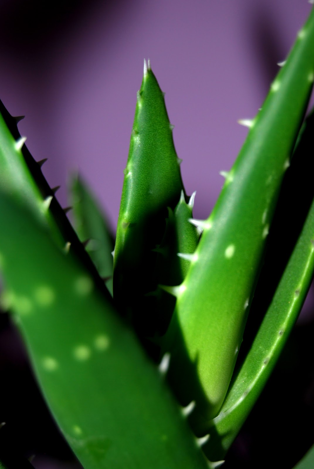 Catalin Daniel Toma Photography: Cactus Macro