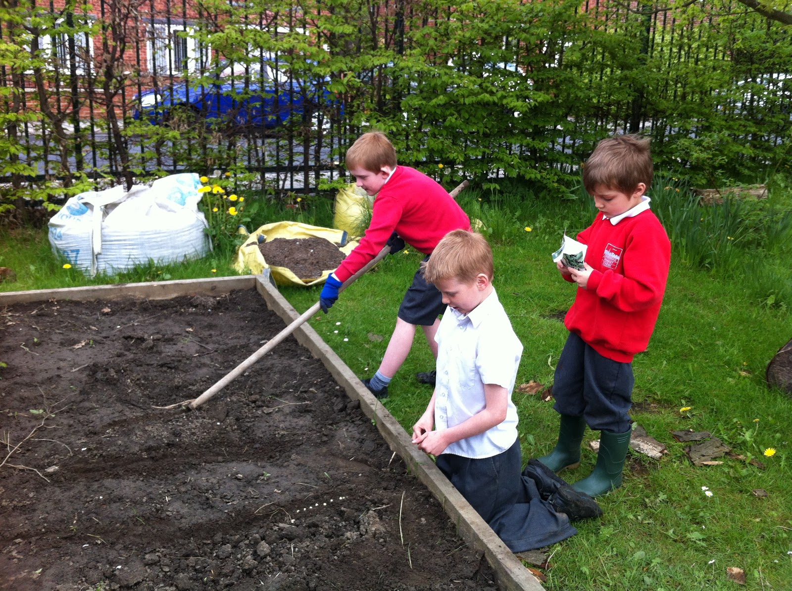 Welcome to Cookridge Primary School's Garden: Planting out