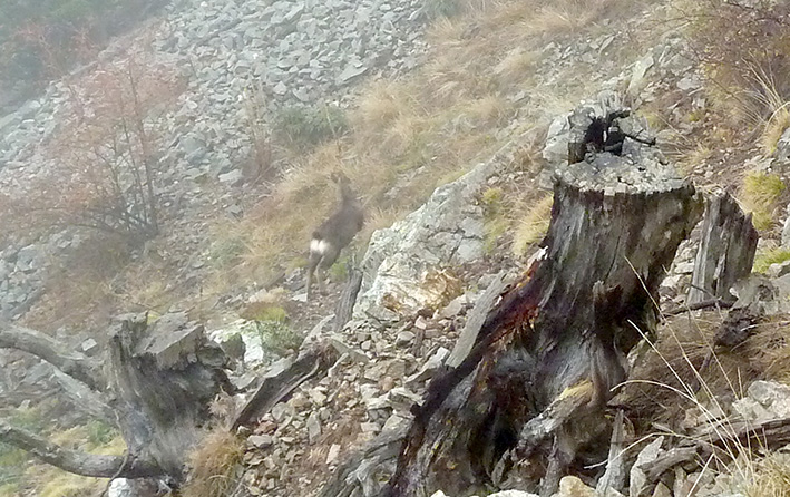 Asociacion de Cazadores Valles de Bielsa: Jornada 12 El Cosier ( 25-11-12 )