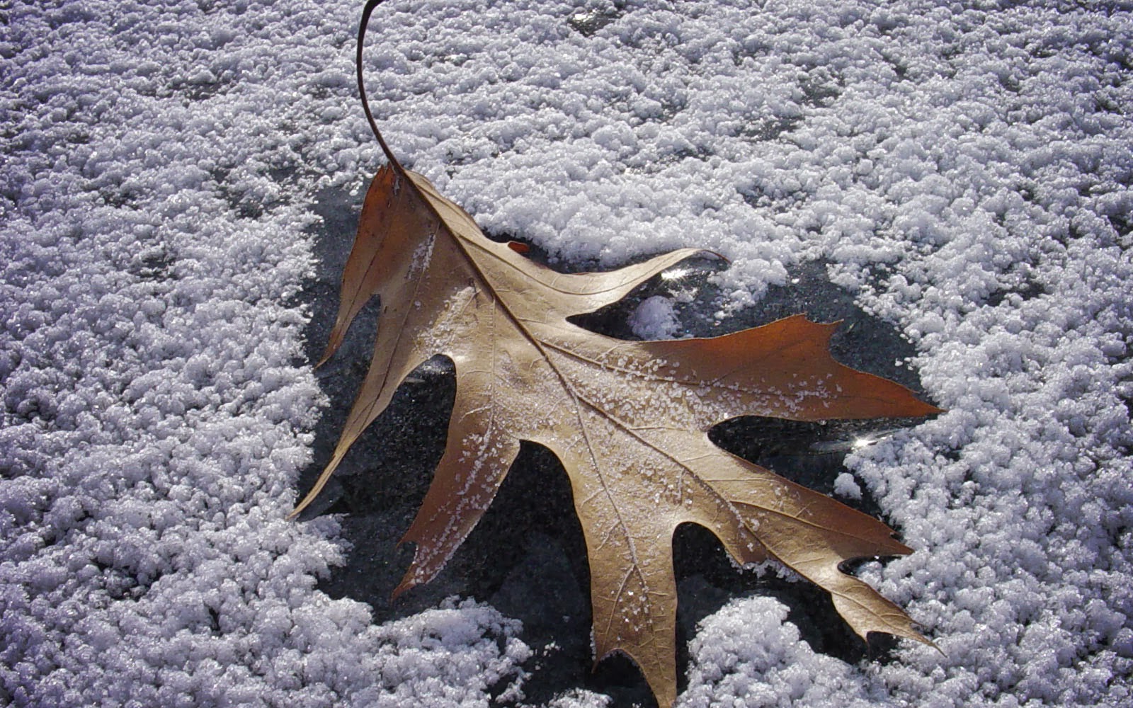 Leaf And Snow Wallpapers - Amazing Picture Collection