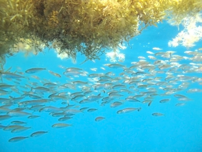 GEI Works - Blog: Sargassum on the Move