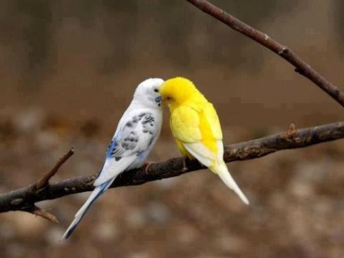 How to distinguish bird nest Yen to the standard breeding - LOVE ANIMAL 24H