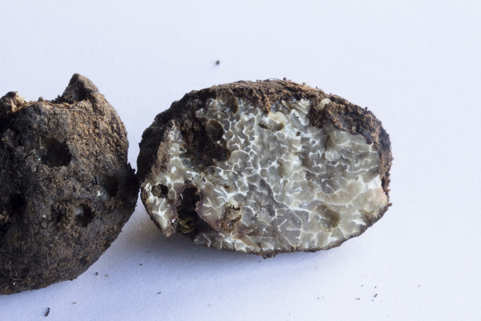 El mundo microscópico de los hongos: Ascomicetos