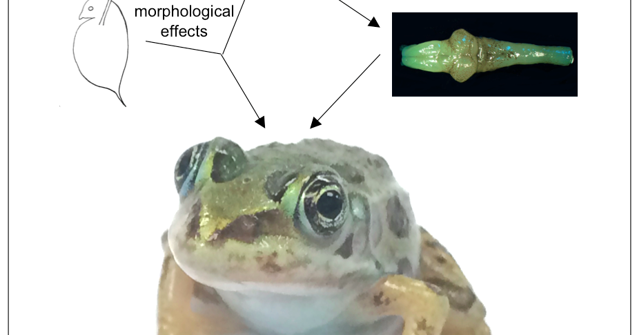 Frog brain development inhibited by low dose pesticide