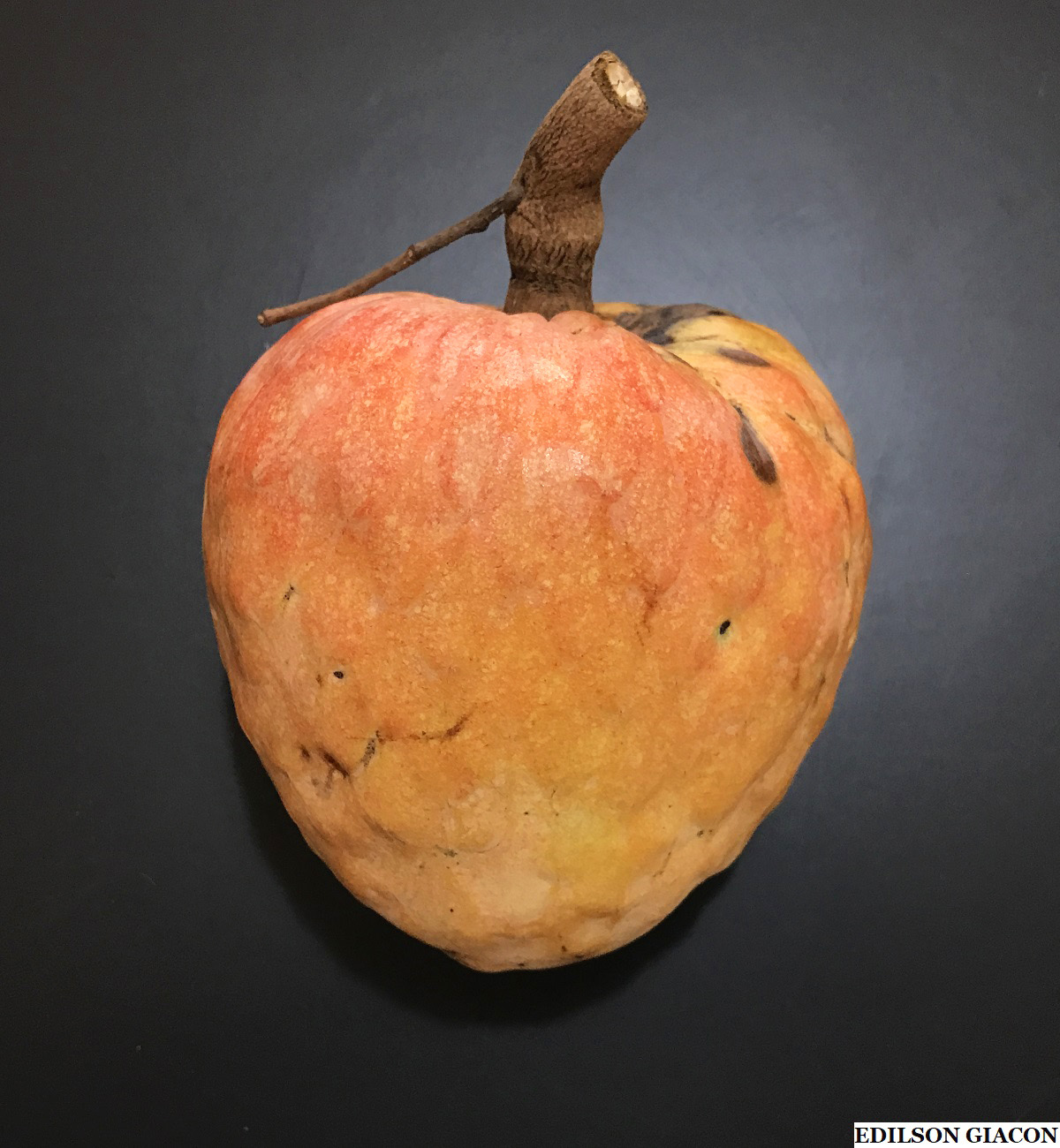 Viveiro Ciprest - Plantas Nativas e Exóticas: Anona Lisa ou Condessa ...