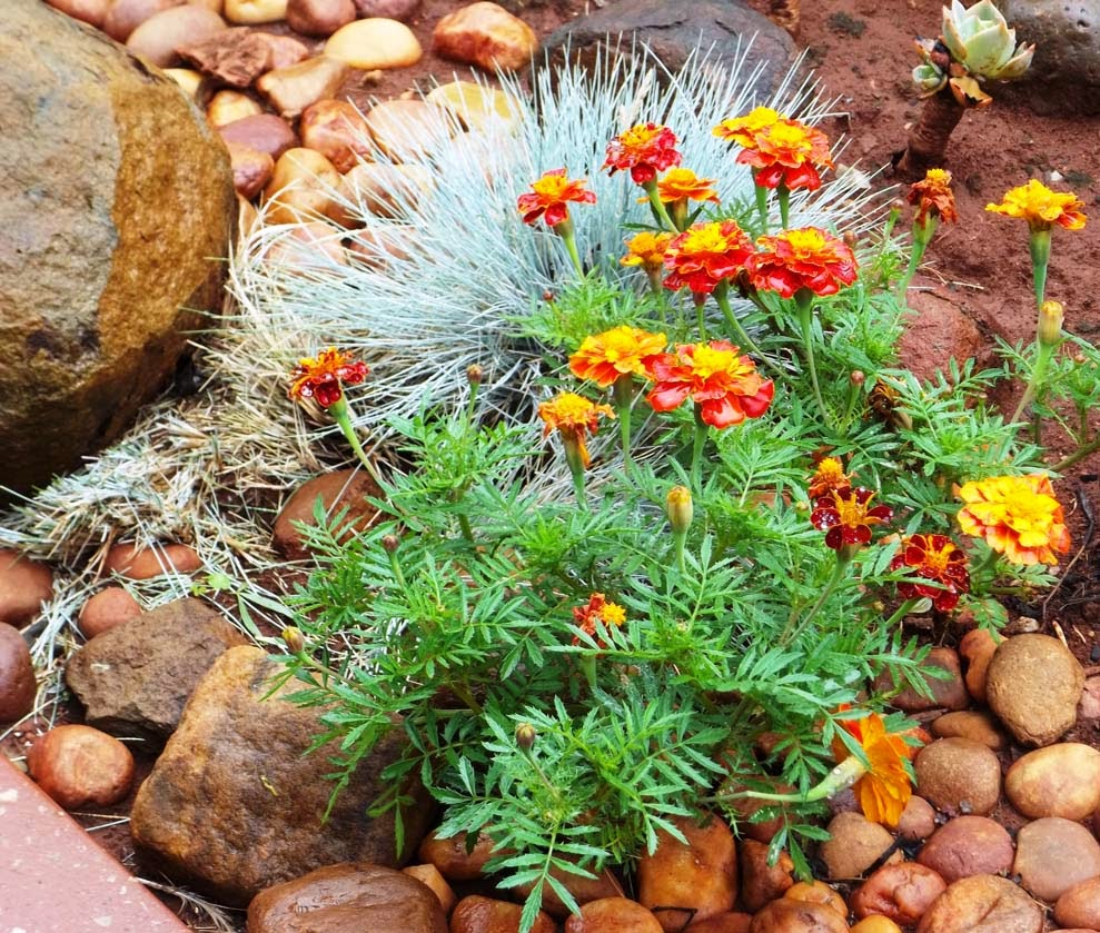 🌿 Tuinmaak in Suid Afrika 🌵: Afrikanertjies en baie reën in herfs