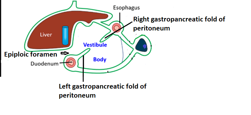 easyhumanatomy: Summary of lesser sac : lecture note