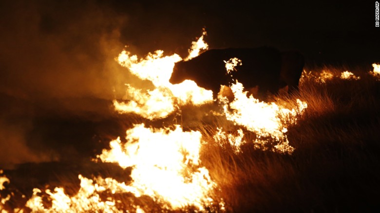 MEC&F Expert Engineers : THOUSANDS OF CATTLE KILLED BY THE MASSIVE ...