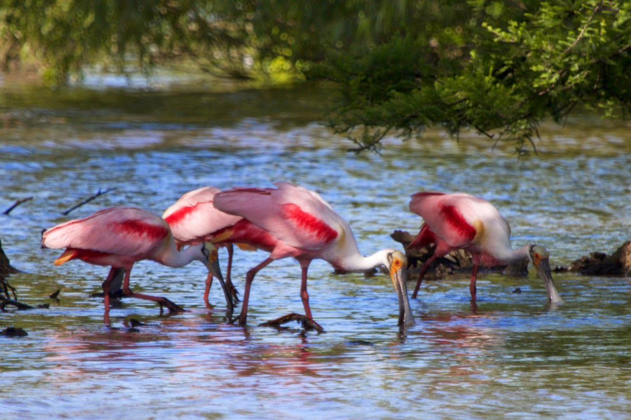 Tales from Turtle and Hawk: Louisiana: Woodpeckers, Waders, Warblers ...