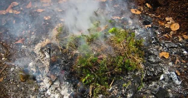 Lom Gom's Outdoor Adventures: How to Cook in a Steam Pit