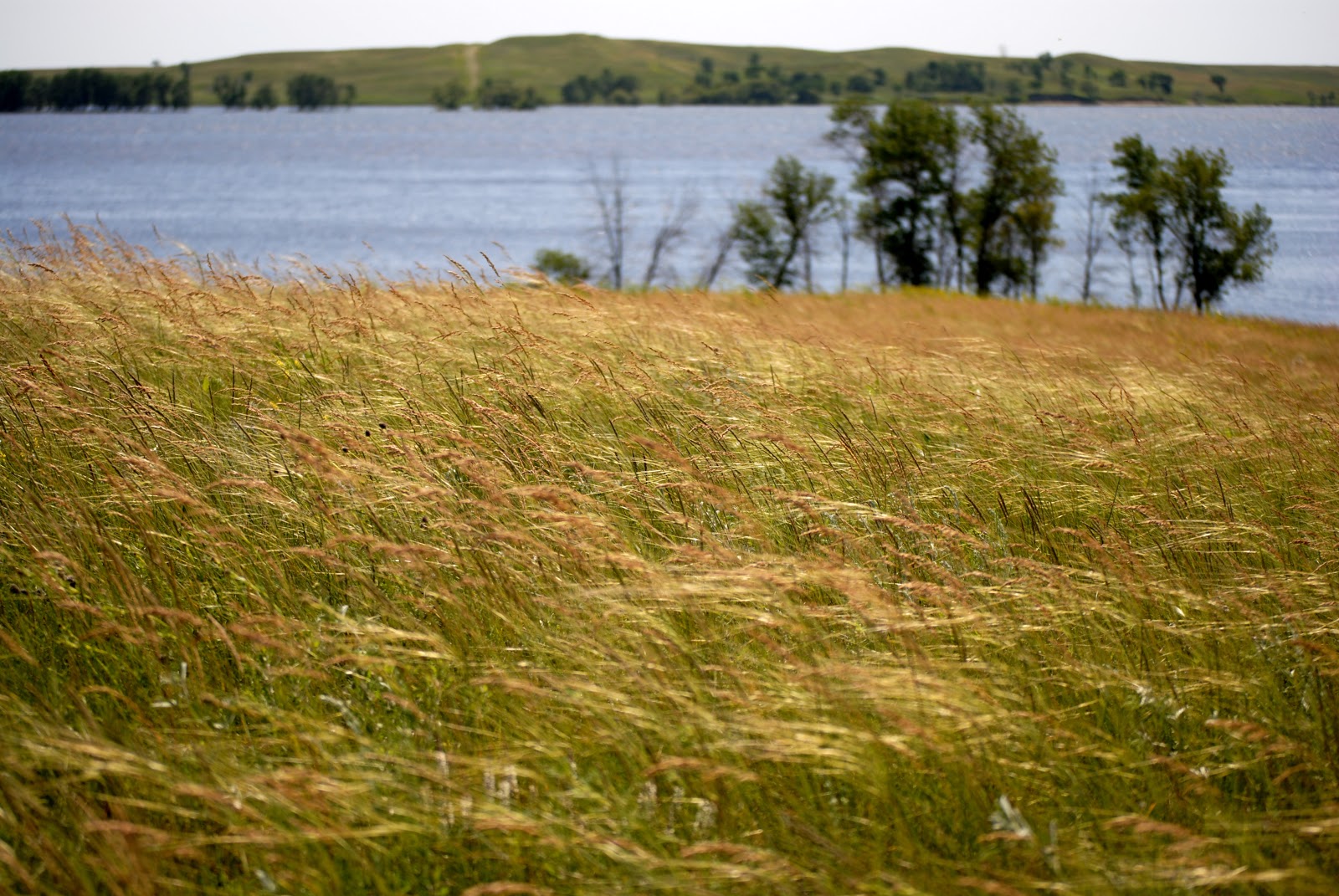 Ecology of Appalachia: Native Prairie Adaptive Management