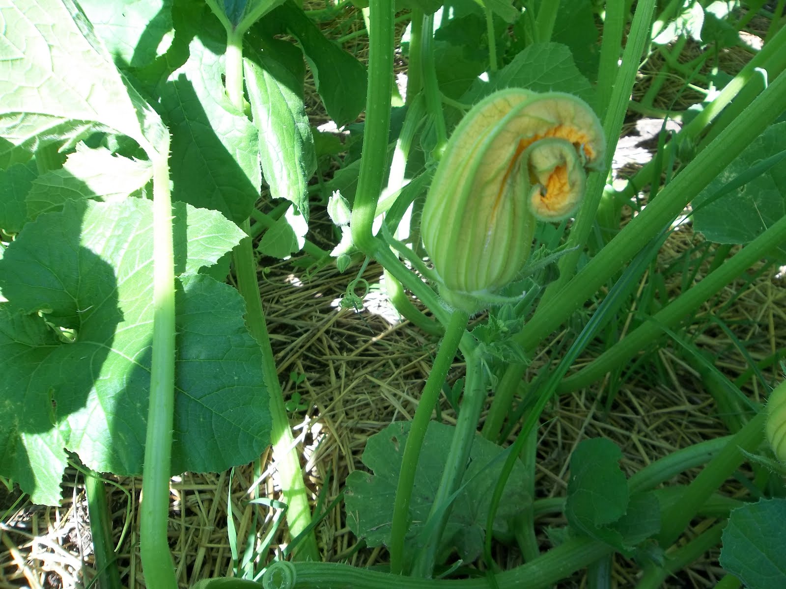 I Grow Vegetables: How to Hand Pollinate a Pumpkin