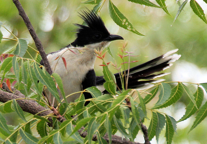 Pied Crested Cuckoo - ARUNACHALA BIRDS