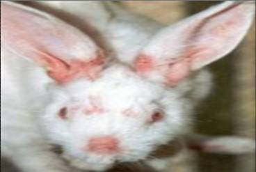 Dermatomicosis en conejos (ZOONOTICA)