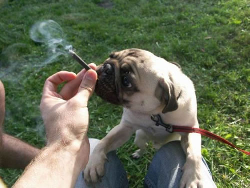 Cute Funny Animalz: Funny Animal Smoking Best New Pictures 2012