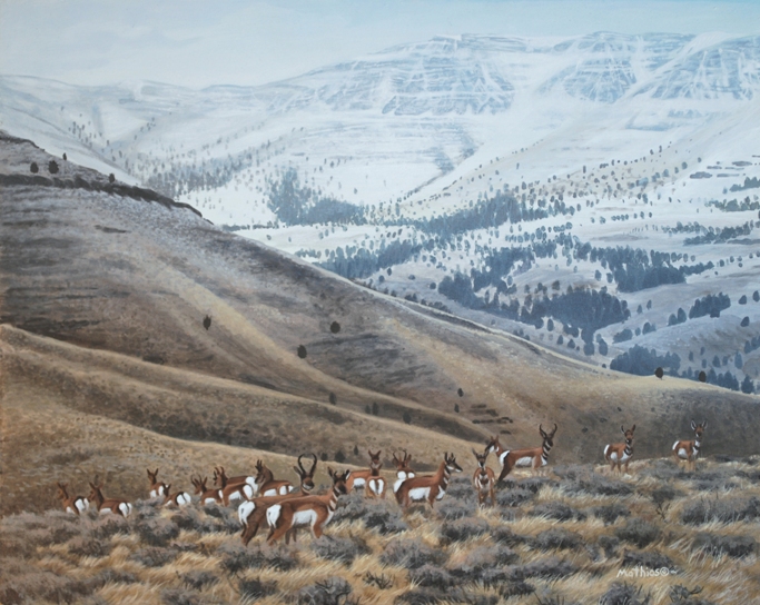 The Art of Peter Mathios: High Country Pronghorn 8x10 acrylic
