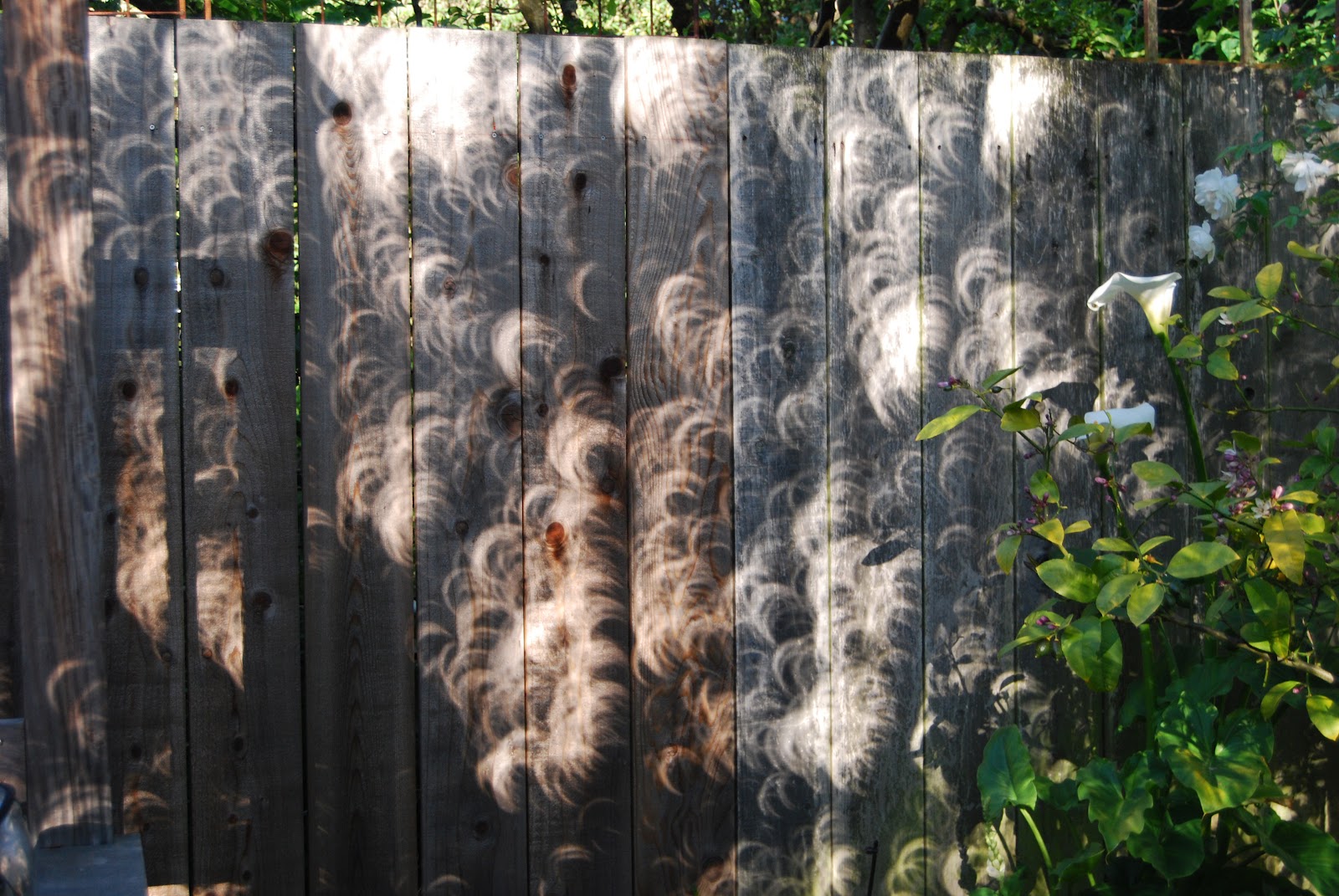 Photos: The 2012 Solar Eclipse From Noe Valley And Beyond | Noe Valley SF