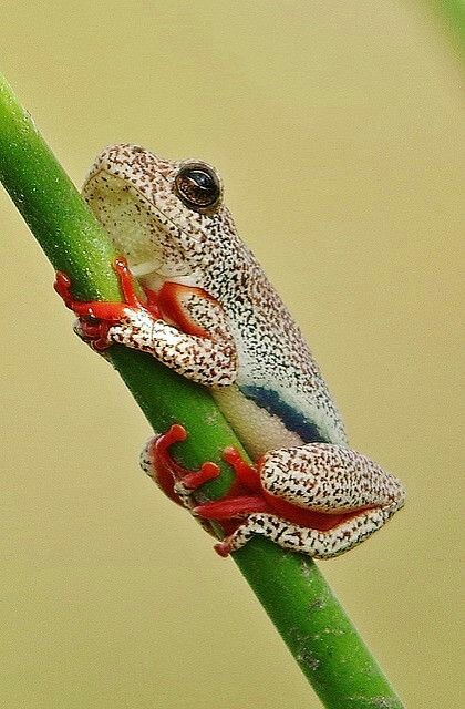 Beautiful Frogs