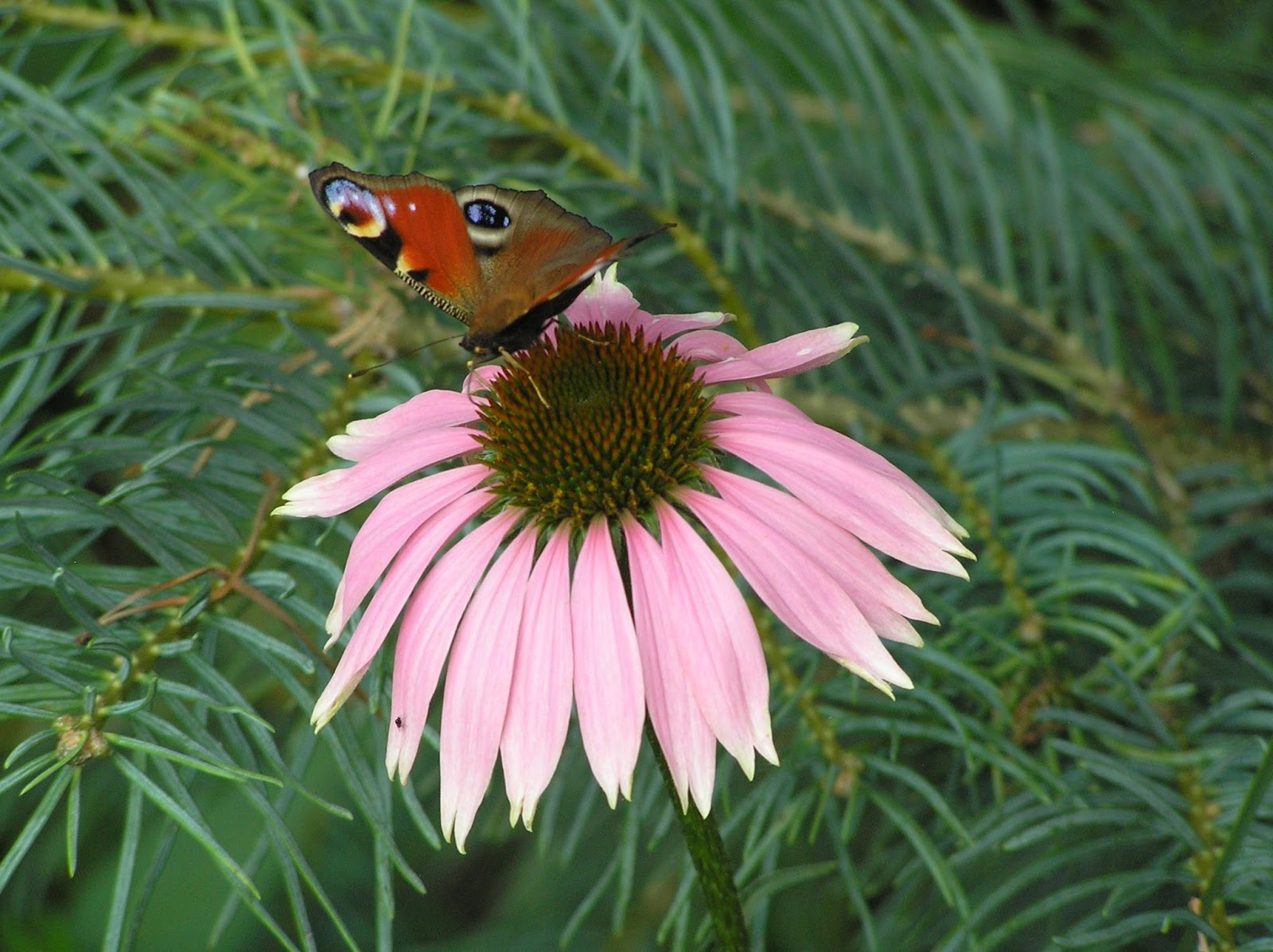 Ogród Tamaryszka: UCZTA DLA ZMYSŁÓW