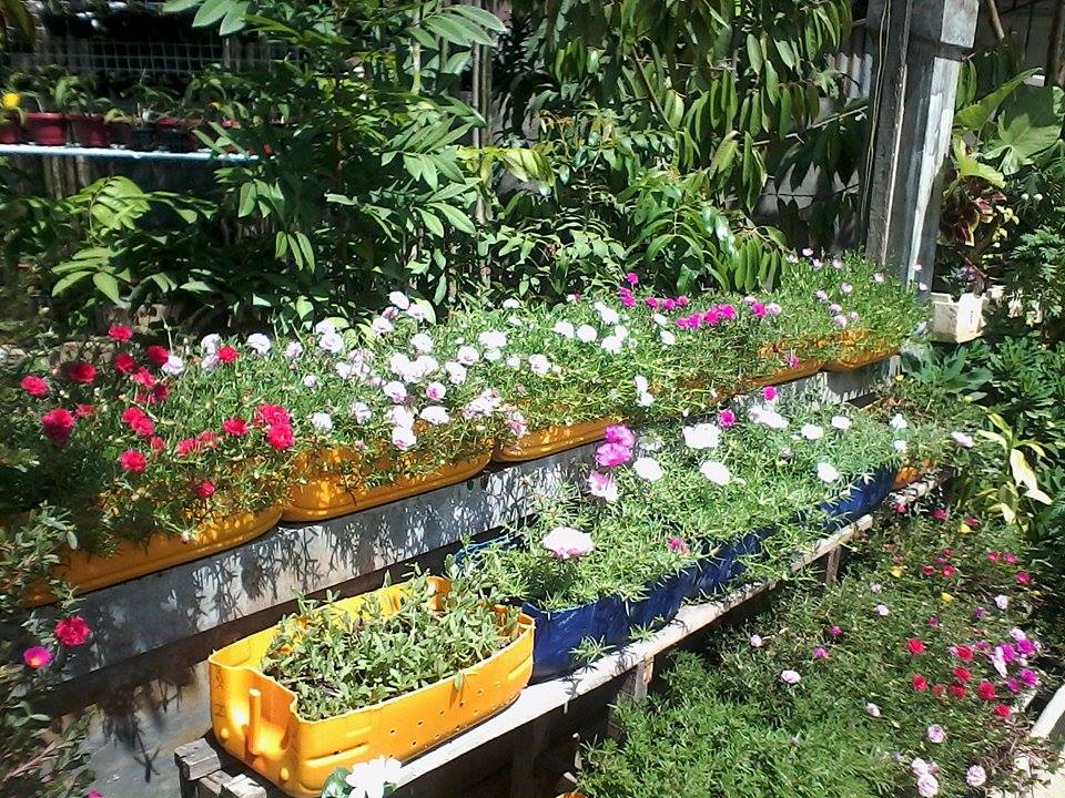 Rumah Bunga Neisha: (DIY) Membuat Pot Bunga dari Jeriken Bekas