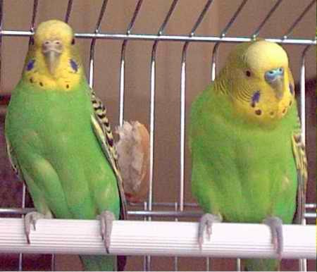 pericos australianos todo lo lo que necesitas saber