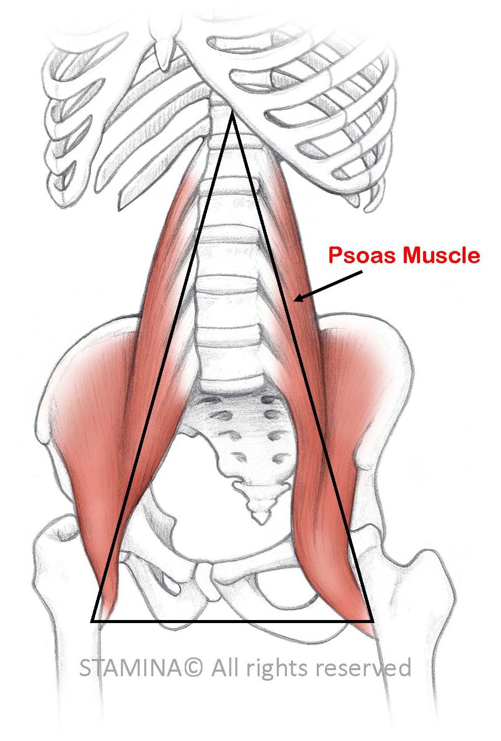 Psoas Muscles