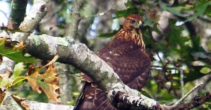 Progressive Charlestown: Bird Buffet