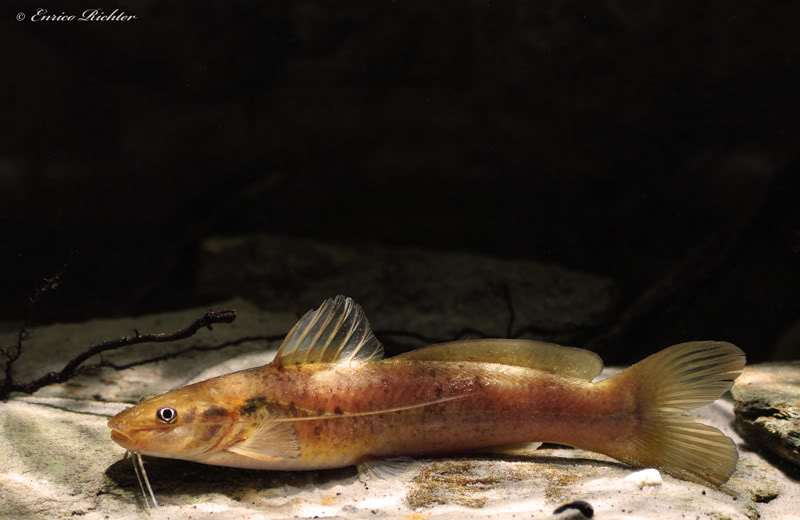 Mania de Aquário: Jundiá (Rhamdia sp.)