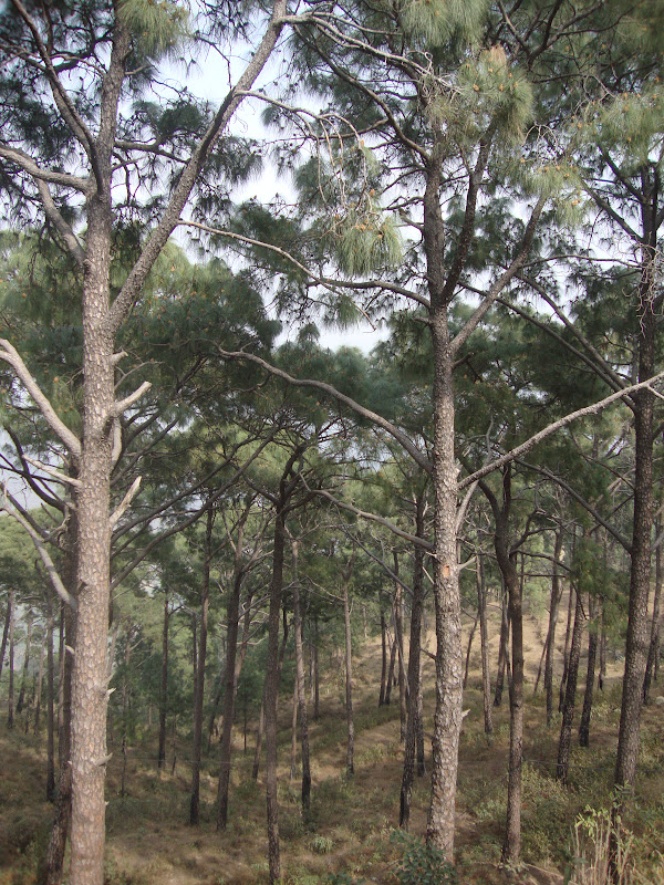 Climber & Explorer: Morni Hills & Morni Fort