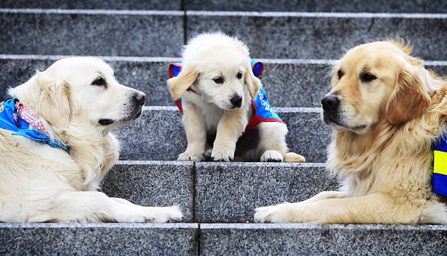 Watch Assistance Dogs Super Pups Graduate! | Australian Dog Lover