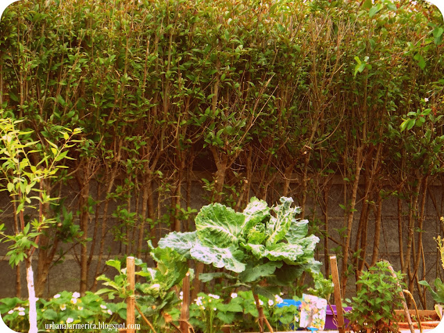 Urbana farmerica: Macina trava ili marulja ili očajnica... Njega sadnice