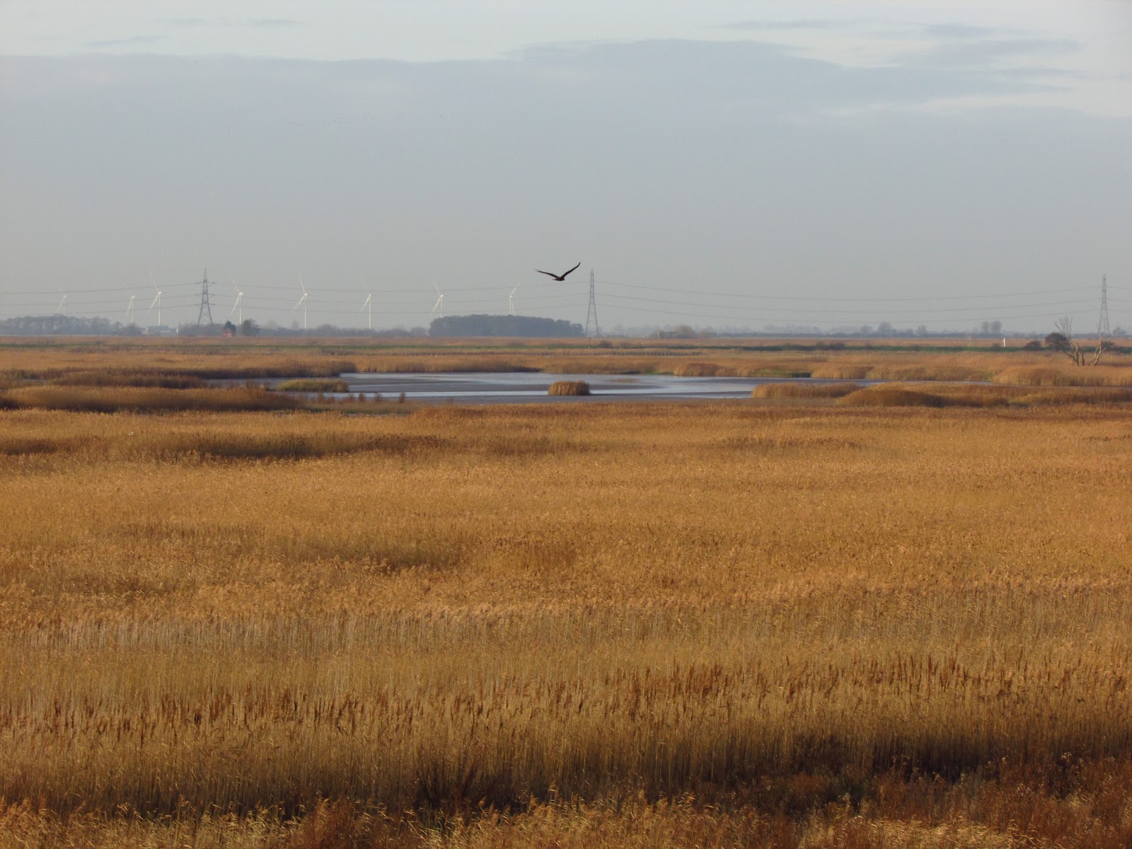 Wild at Hull: Alkborough Flats